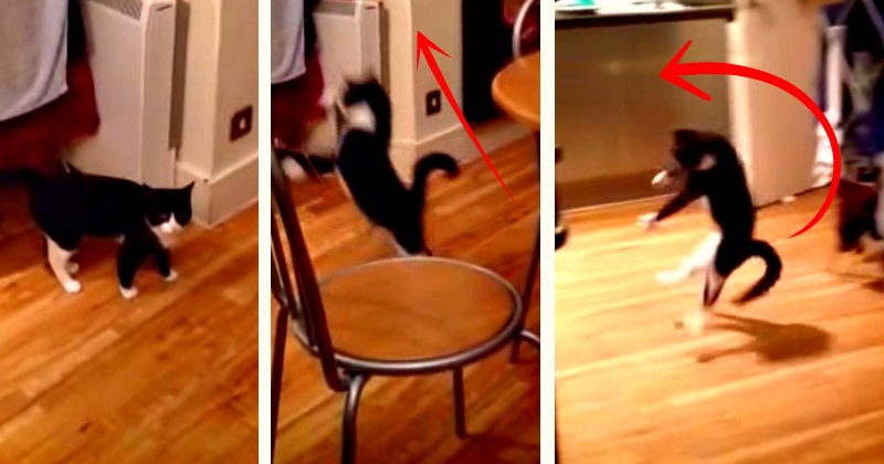 Cat Does A Weird Walk-Hop-Jump-Bounce Move 18 Seconds Into This ...